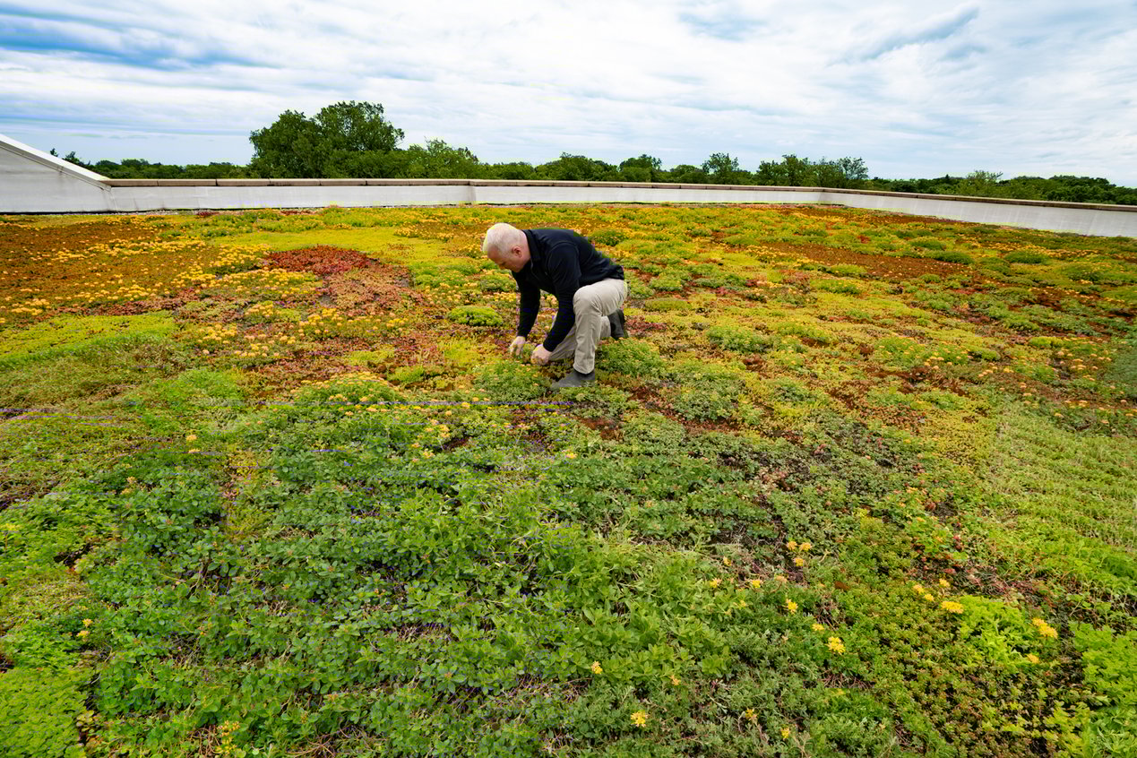 What Is Green Roof First Aid and When Do You Need It?