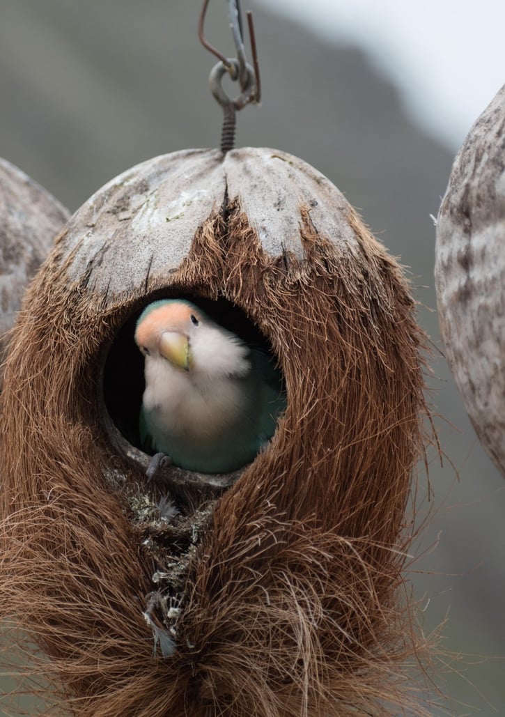 SPOTLIGHT: What Is Biophilia and Why Does It Matter?