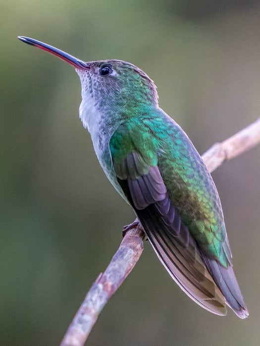 Everything You Never Knew About Pollination But Wanted To