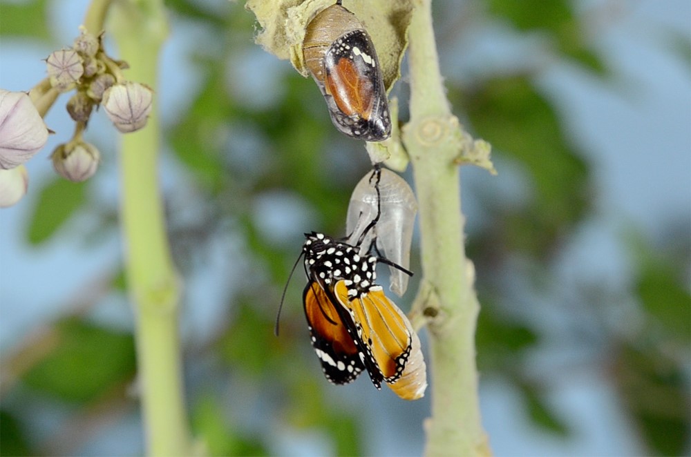 What You Should Know About Monarch Butterfly Recovery: Taking Action