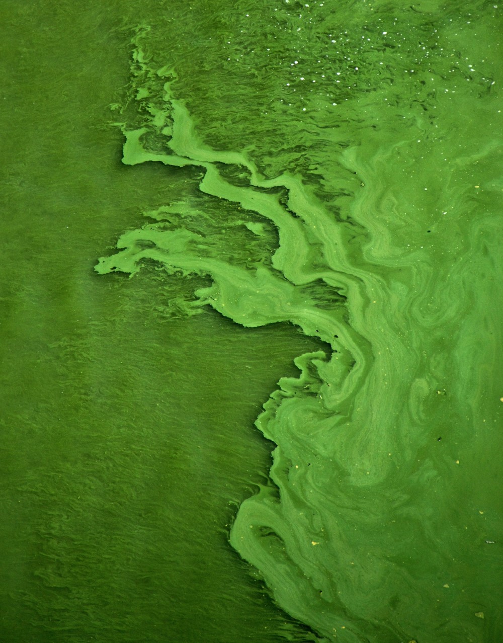 What Is Eutrophication and Why Should It Matter More?