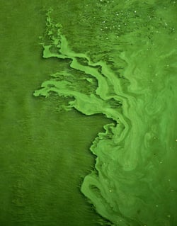 What Is Eutrophication and Why Should It Matter More?