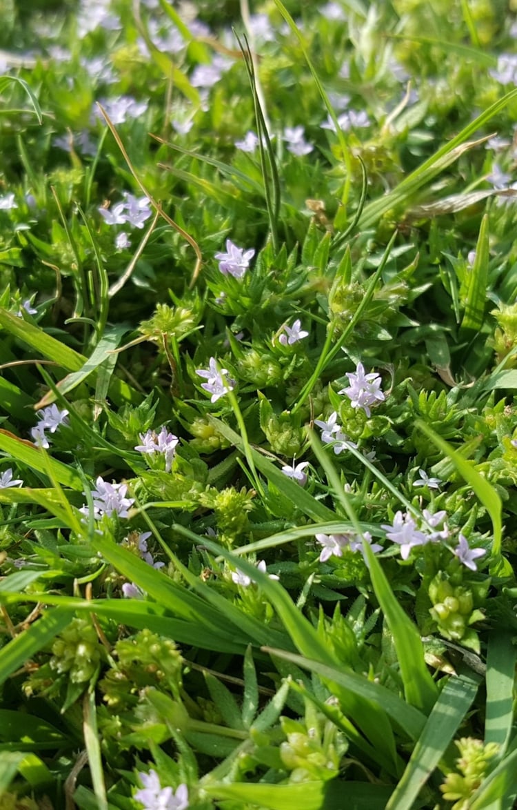 What to Know About Green Versus Gray Infrastructure