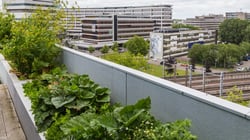 Green Infrastructure