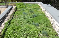 Green Roofs