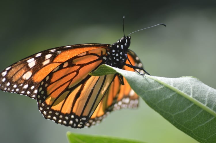 Citizen Scientists with the Monarch Community Science Program