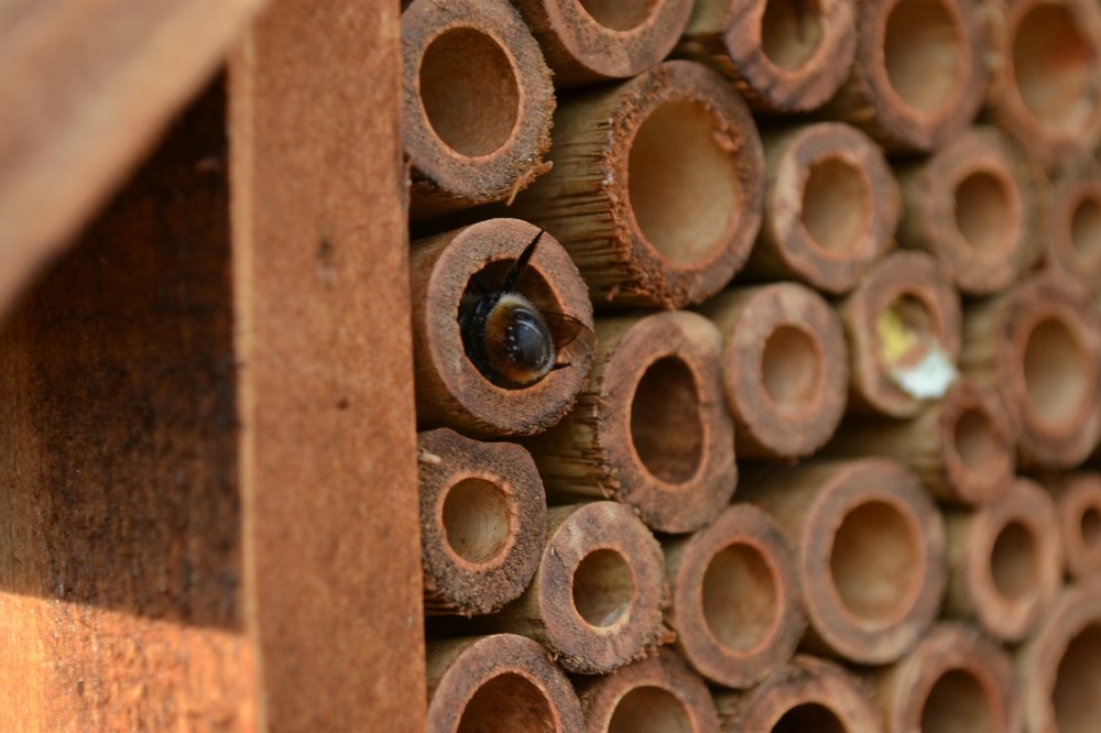 How to Create Nesting Habitat for Native Pollinators