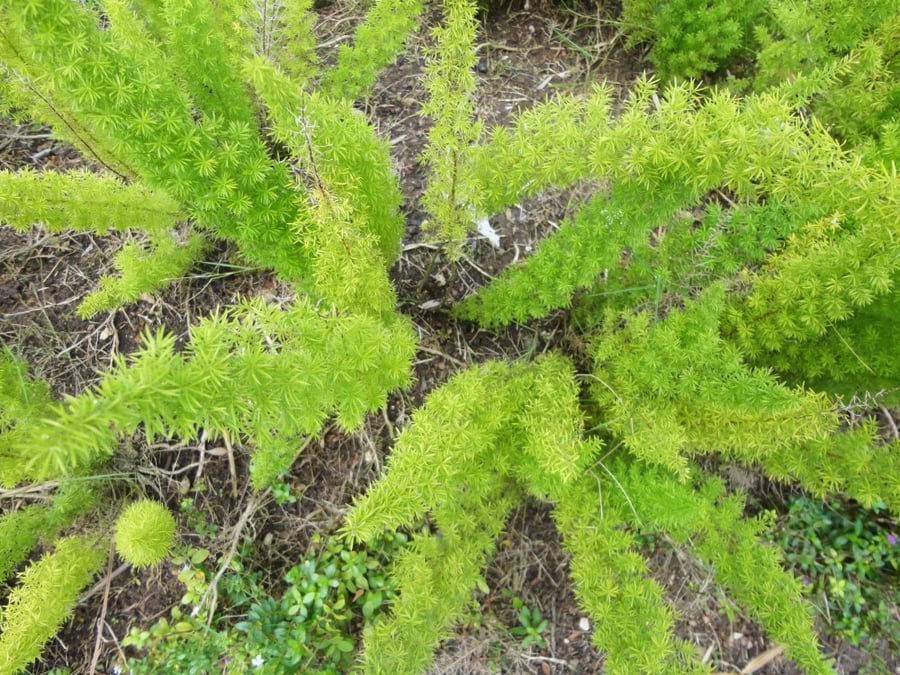 How to Work Toward A Better Urban Ecology Definition