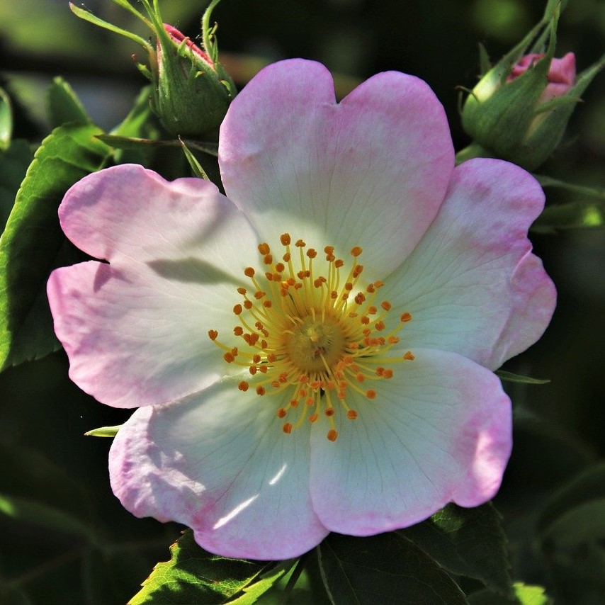 Top 40 Native Alternatives to Sedum for Midwestern Green Roofs